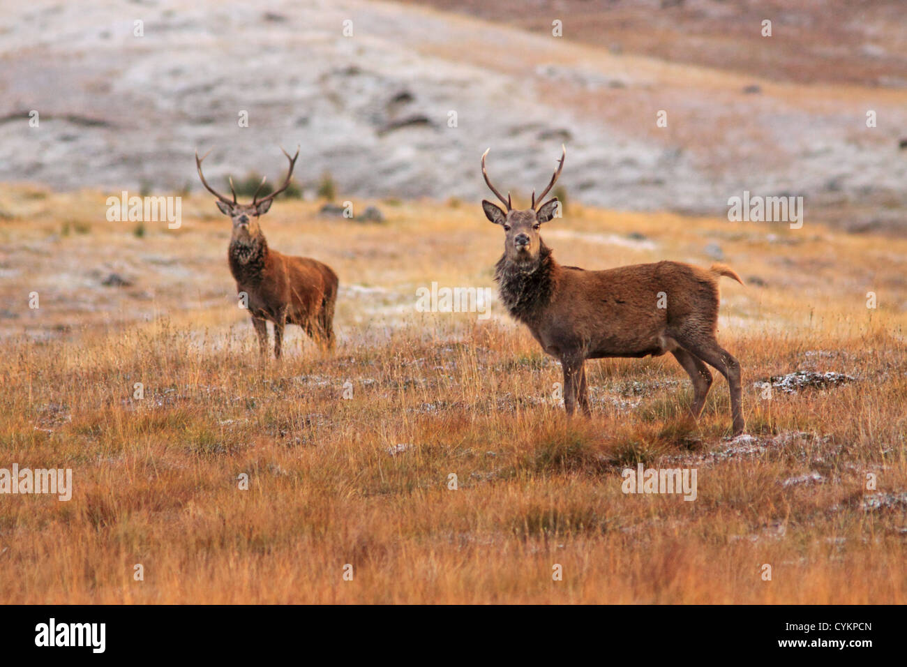 UK Scotland Red Deer Stag in the Highlands Stock Photo - Alamy