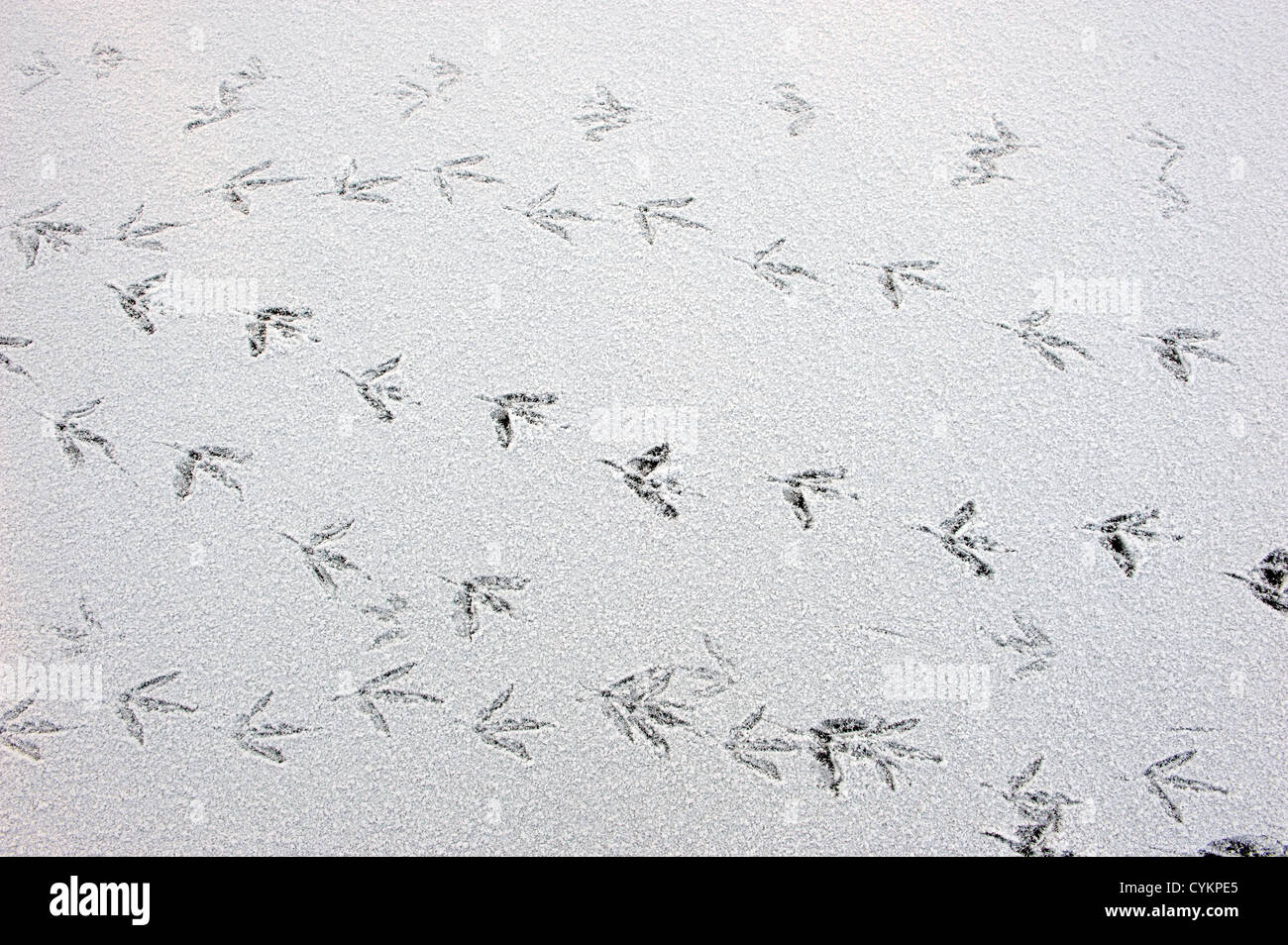 Bird trails in the fresh snow Stock Photo - Alamy