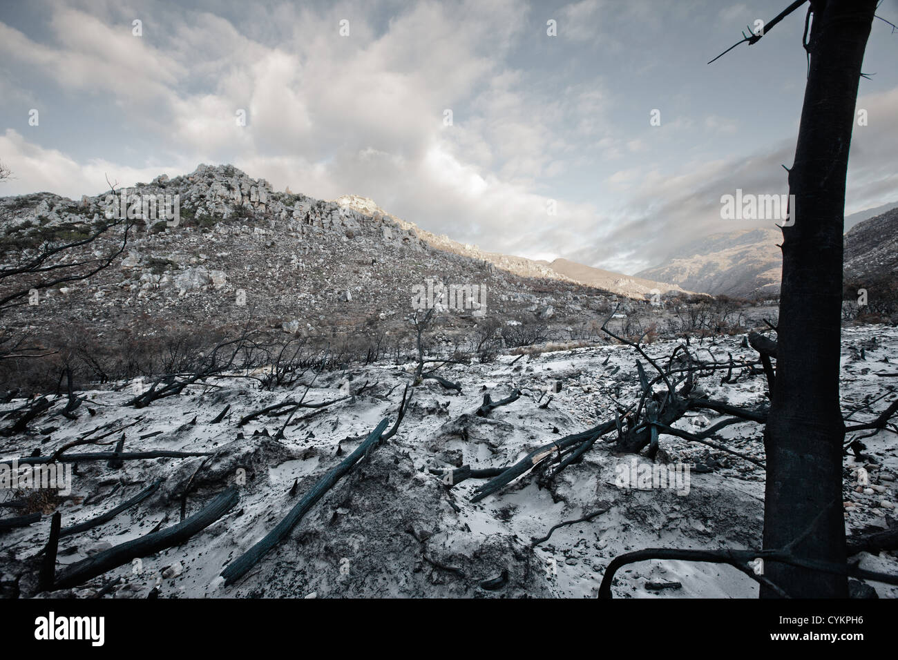 Bare trees and rocks in snowy field Stock Photo - Alamy