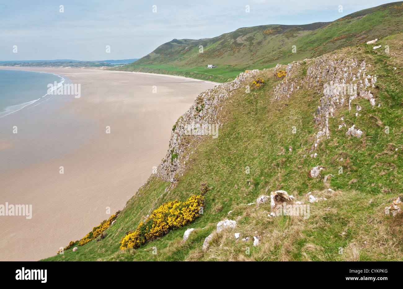 Wales, Gower Peninsula, Rhossili Bay, beach, cliffs, sheep Stock Photo ...
