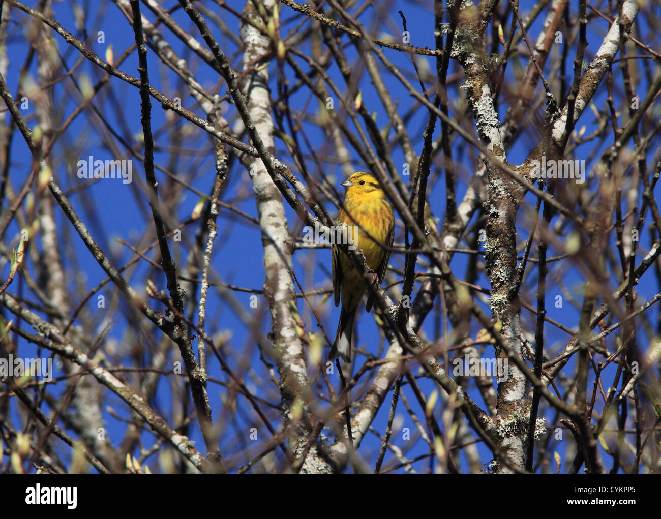 British nature wildlife hi-res stock photography and images - Alamy