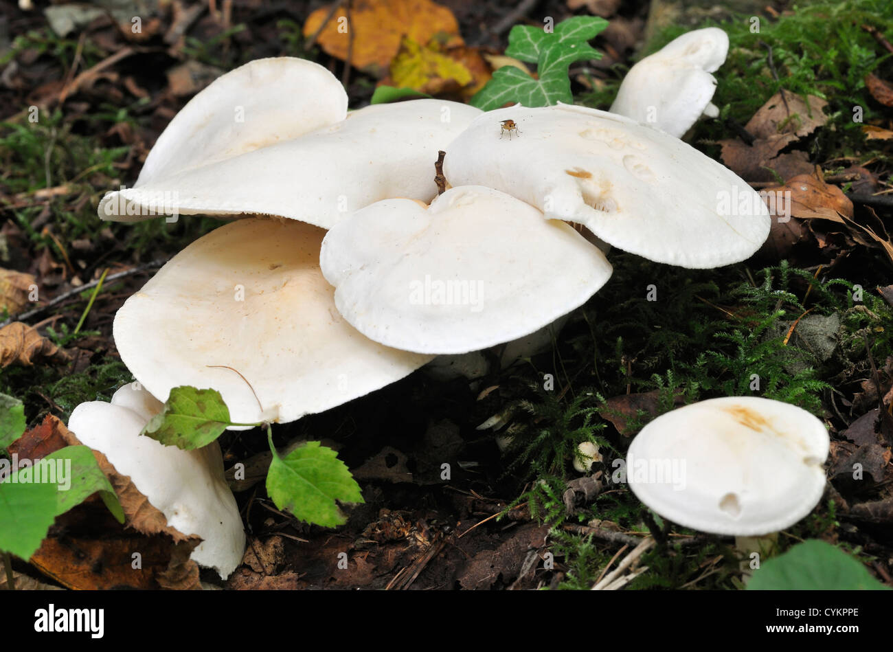 The Miller Fungi - Clitopilus prunulus Stock Photo - Alamy