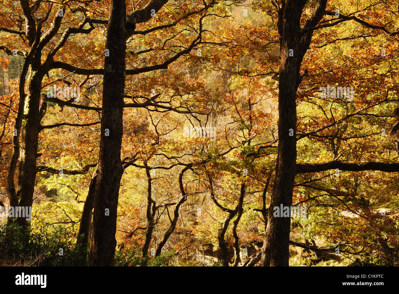 Oak trees in autumn, Snowdonia National Park, Wales, UK Stock Photo - Alamy