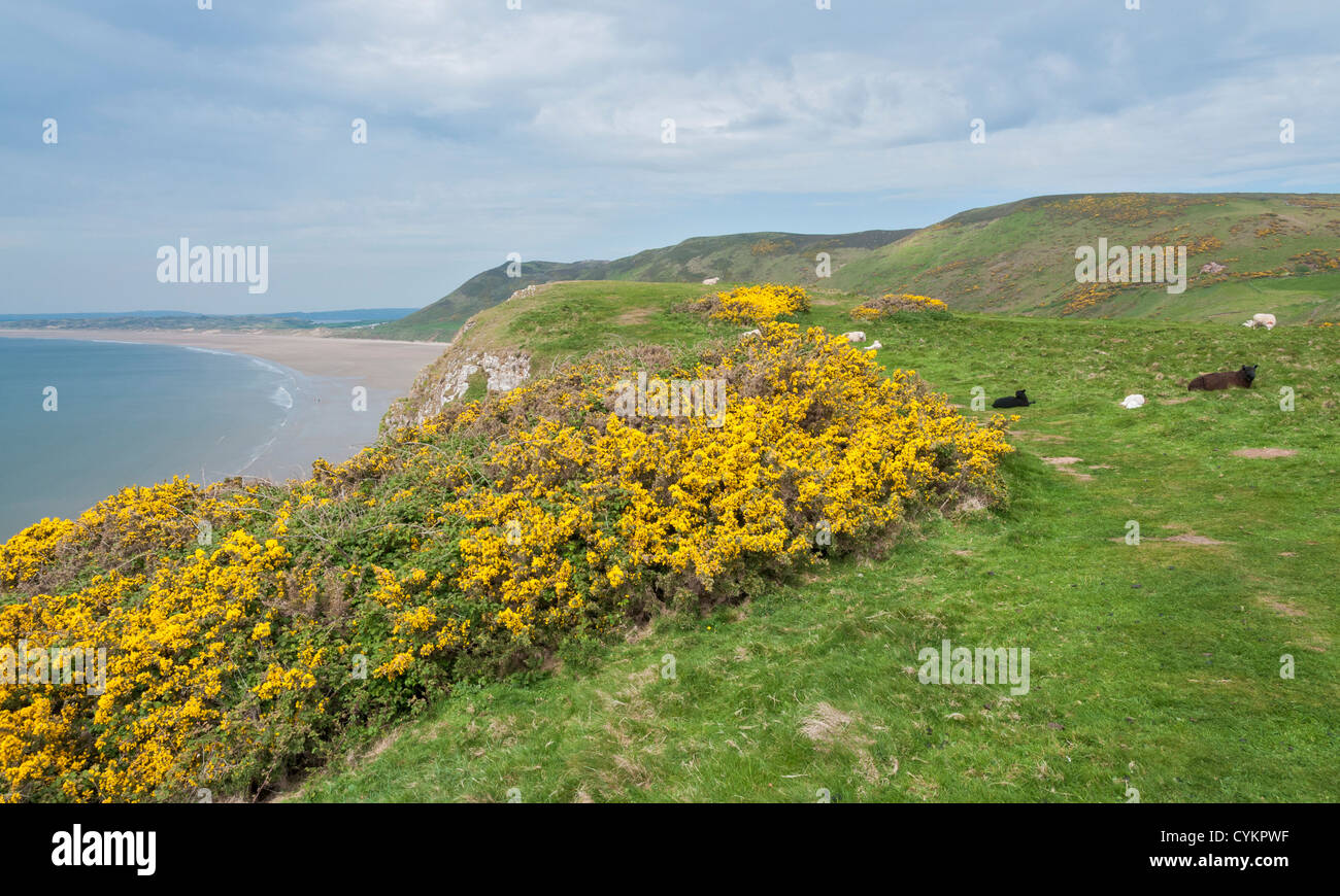 Wales, Gower Peninsula, Rhossili Bay, beach, cliffs, sheep Stock Photo ...