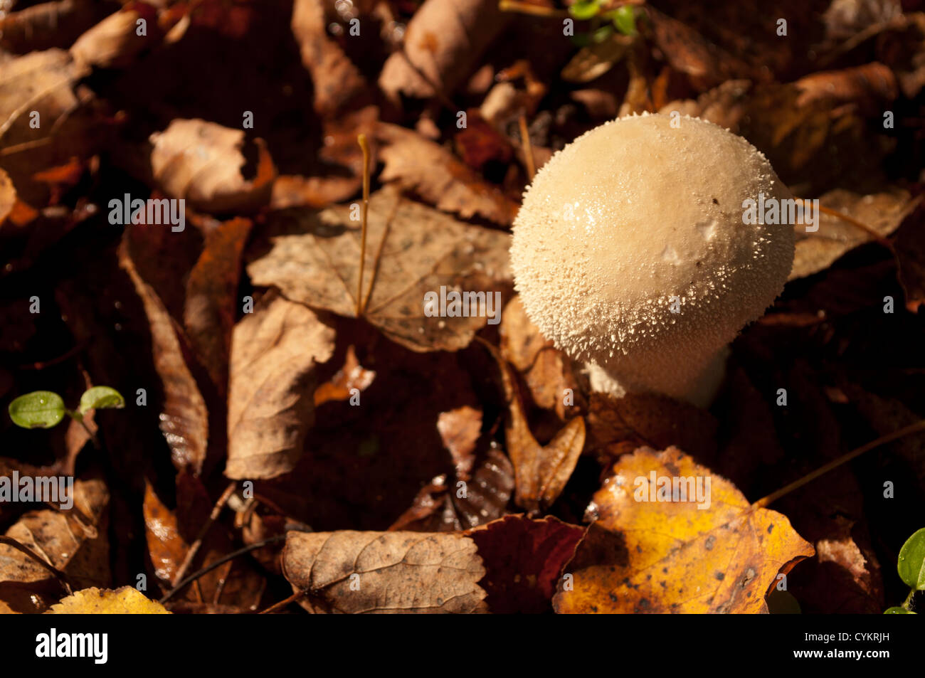 Beige mushroom hi-res stock photography and images - Alamy