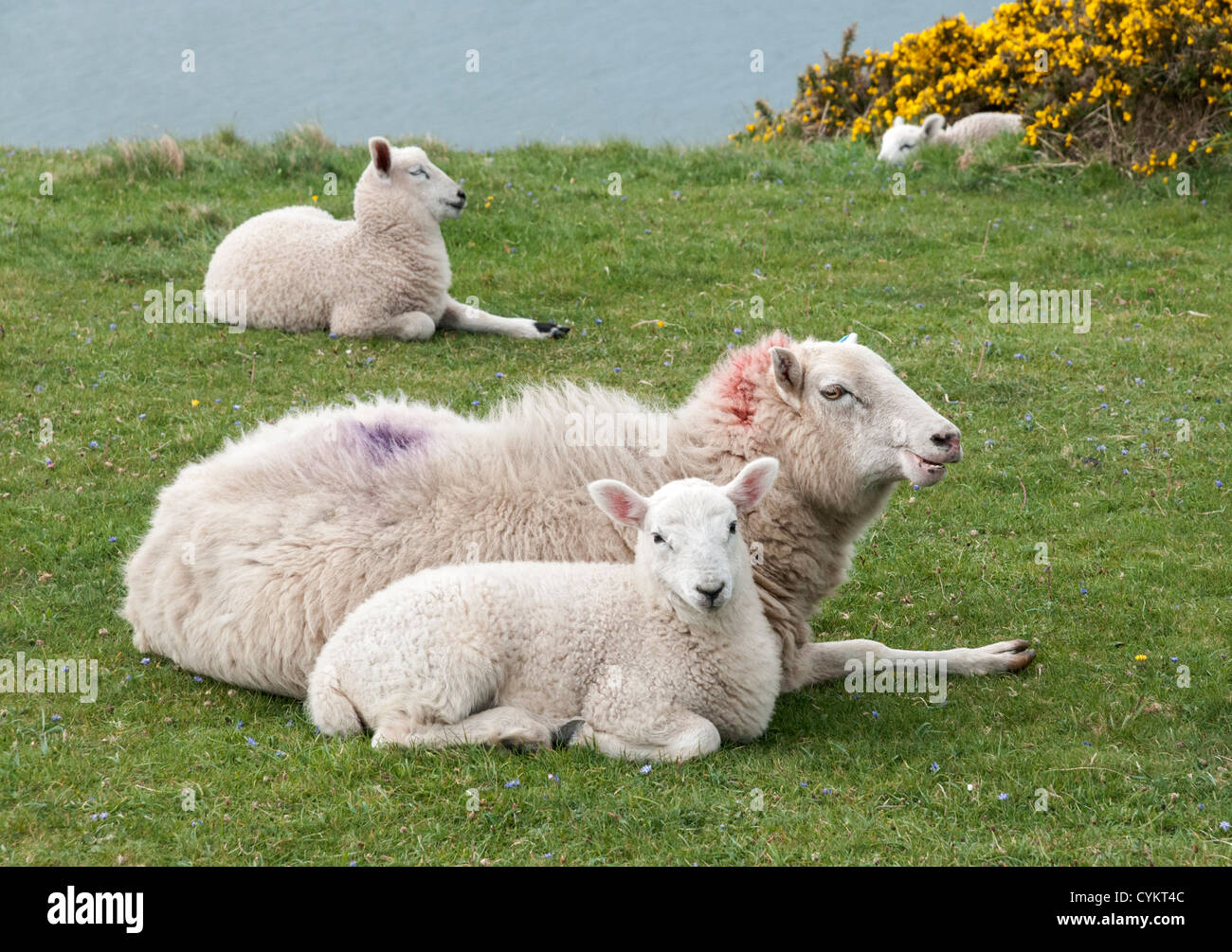Wales, Gower Peninsula, Rhossili Bay, sheep, ewe, lambs Stock Photo - Alamy