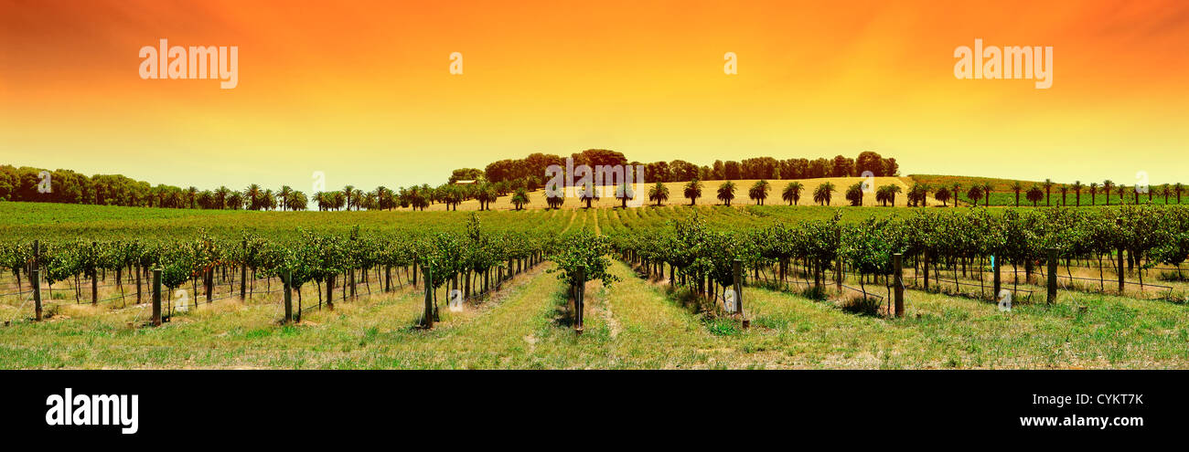 Vineyard Panorama Sunset Stock Photo - Alamy