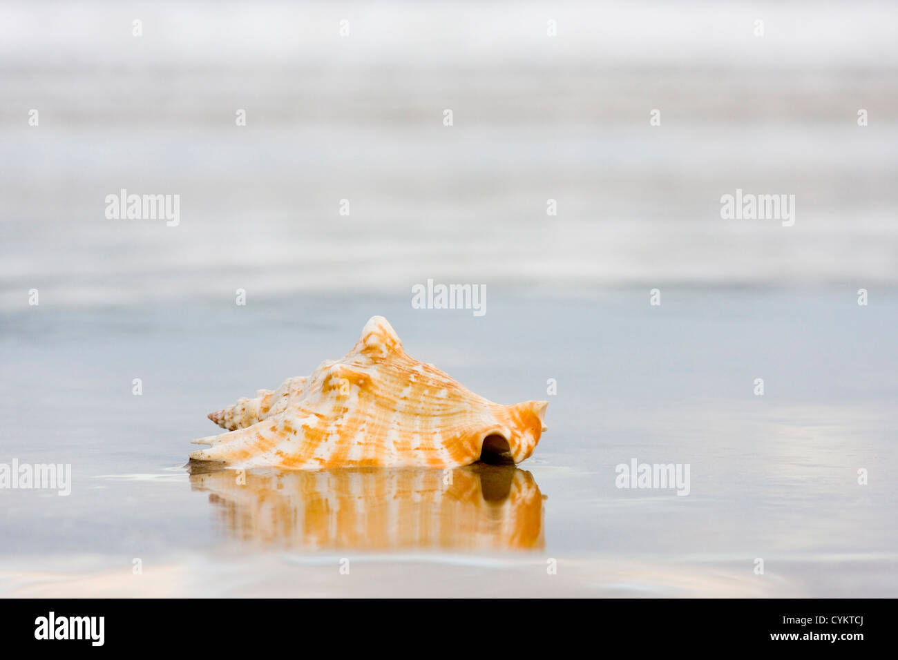 Shell only hi-res stock photography and images - Alamy
