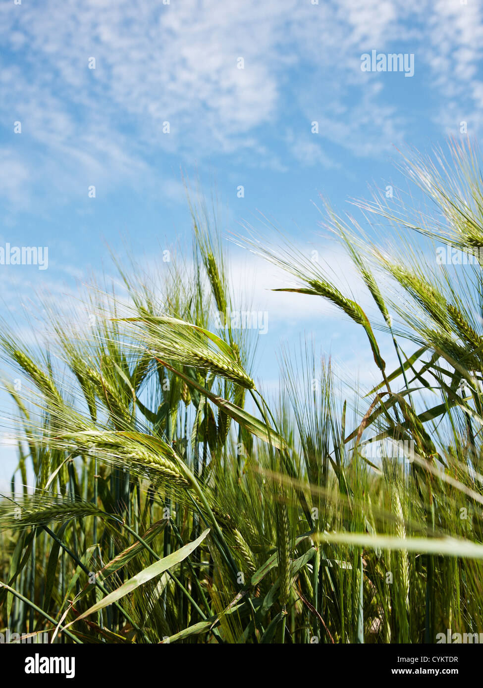 Barley stalk hi-res stock photography and images - Alamy