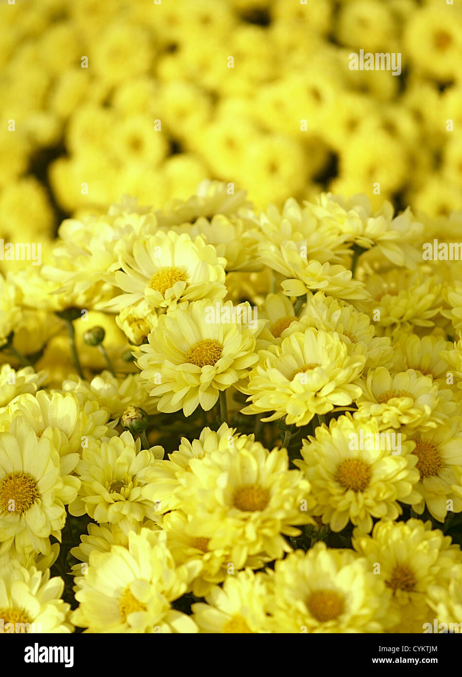 Dsc image hi-res stock photography and images - Alamy