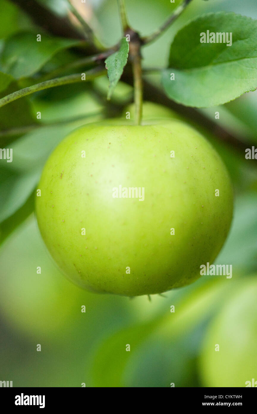 Apple growing tree hi-res stock photography and images - Alamy