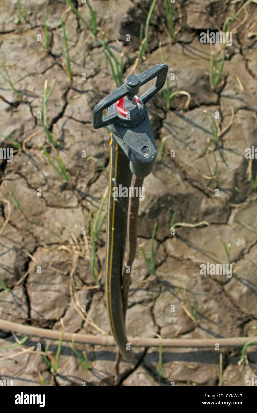 Microjet Sprinkler For Water Irrigation, India Stock Photo - Alamy
