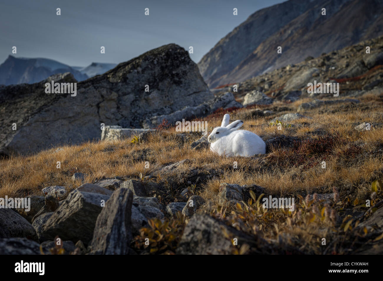 FREDERIKSDAL NATIONAL PARK GREENLAND Stock Photo - Alamy