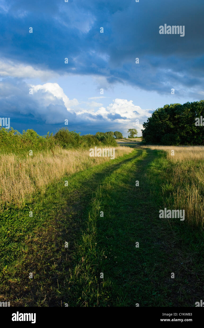 Dirt path in field of tall grass Stock Photo - Alamy