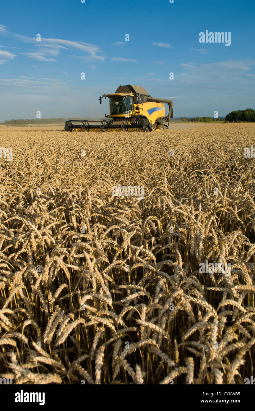 Harvester working in crop field Stock Photo - Alamy