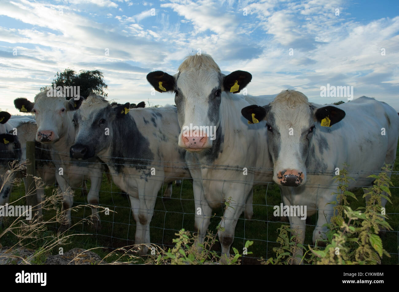 Cows looking over fence hi-res stock photography and images - Alamy