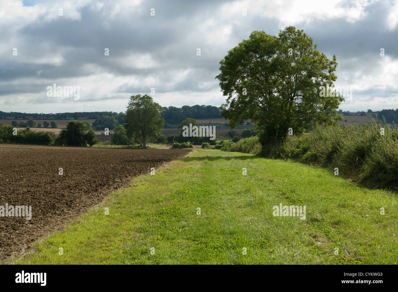 Grass growing in tilled crop field Stock Photo - Alamy