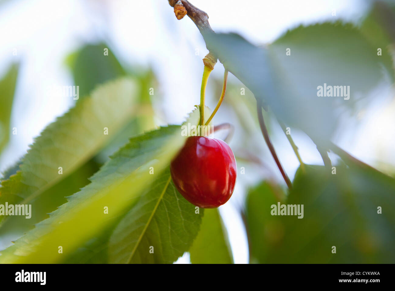 Close Up Cherry Tree High Resolution Stock Photography and Images - Alamy