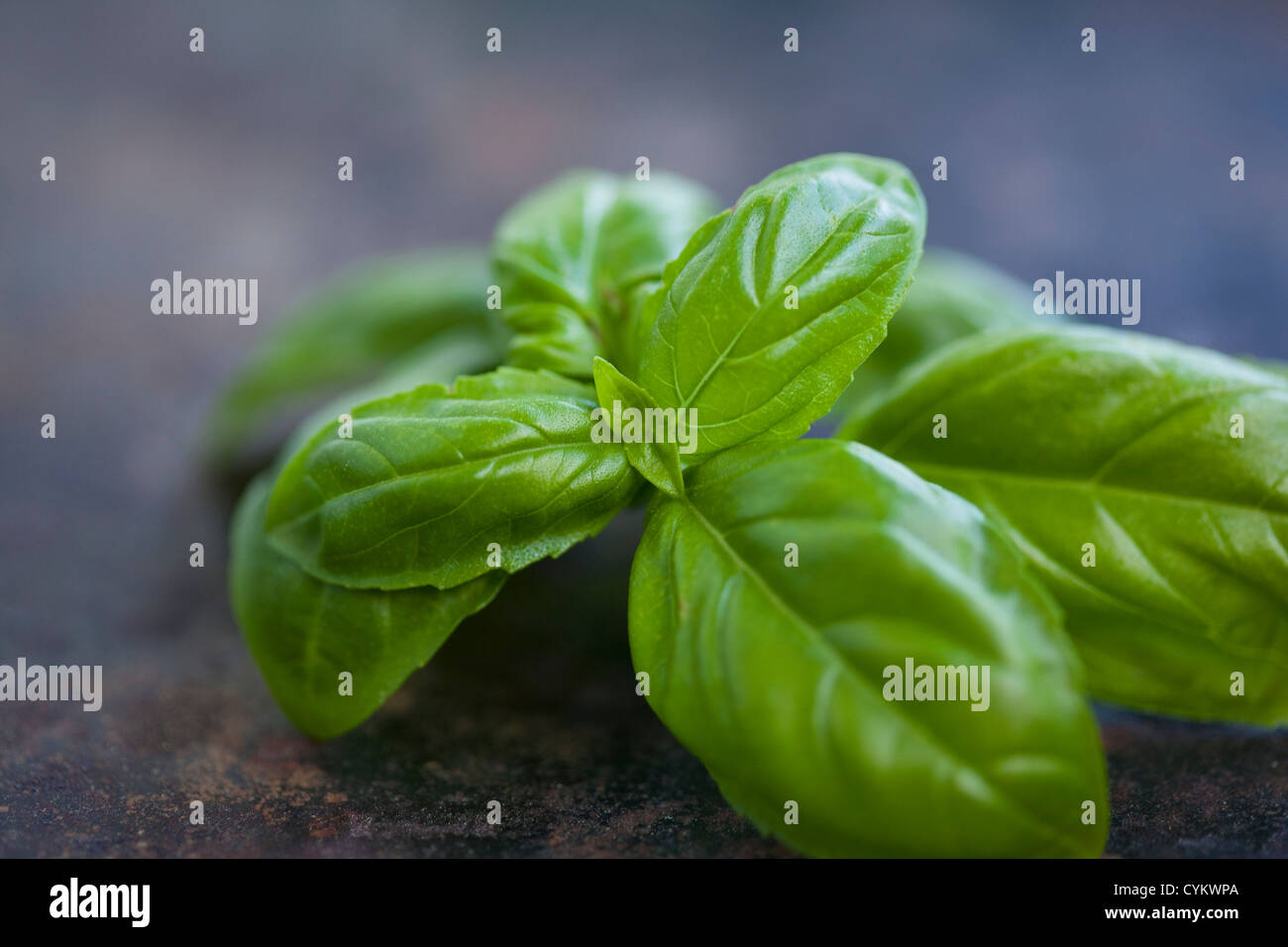 Close up of basil leaves Stock Photo - Alamy