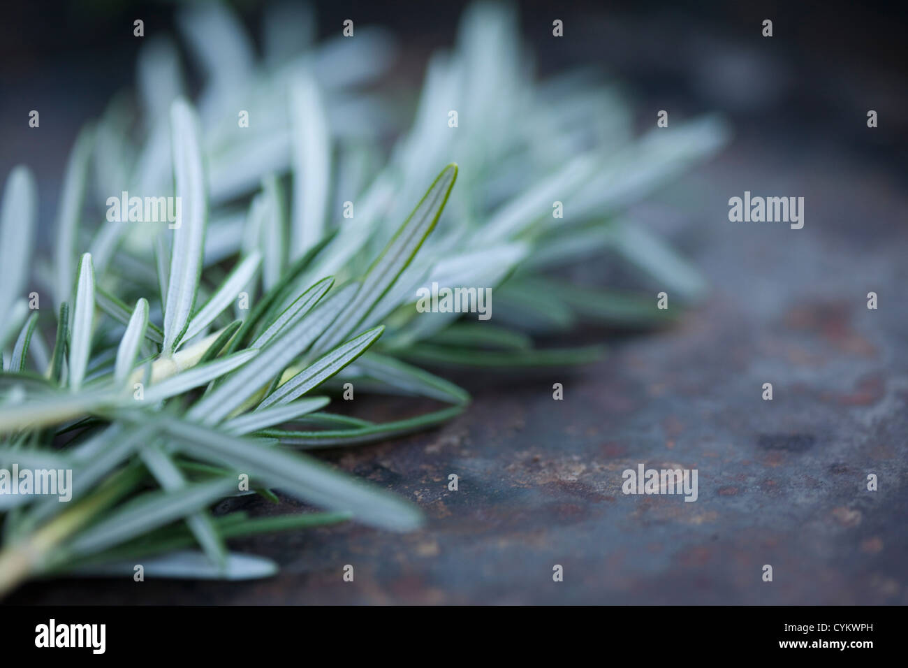 Rosemary foliage hi-res stock photography and images - Alamy