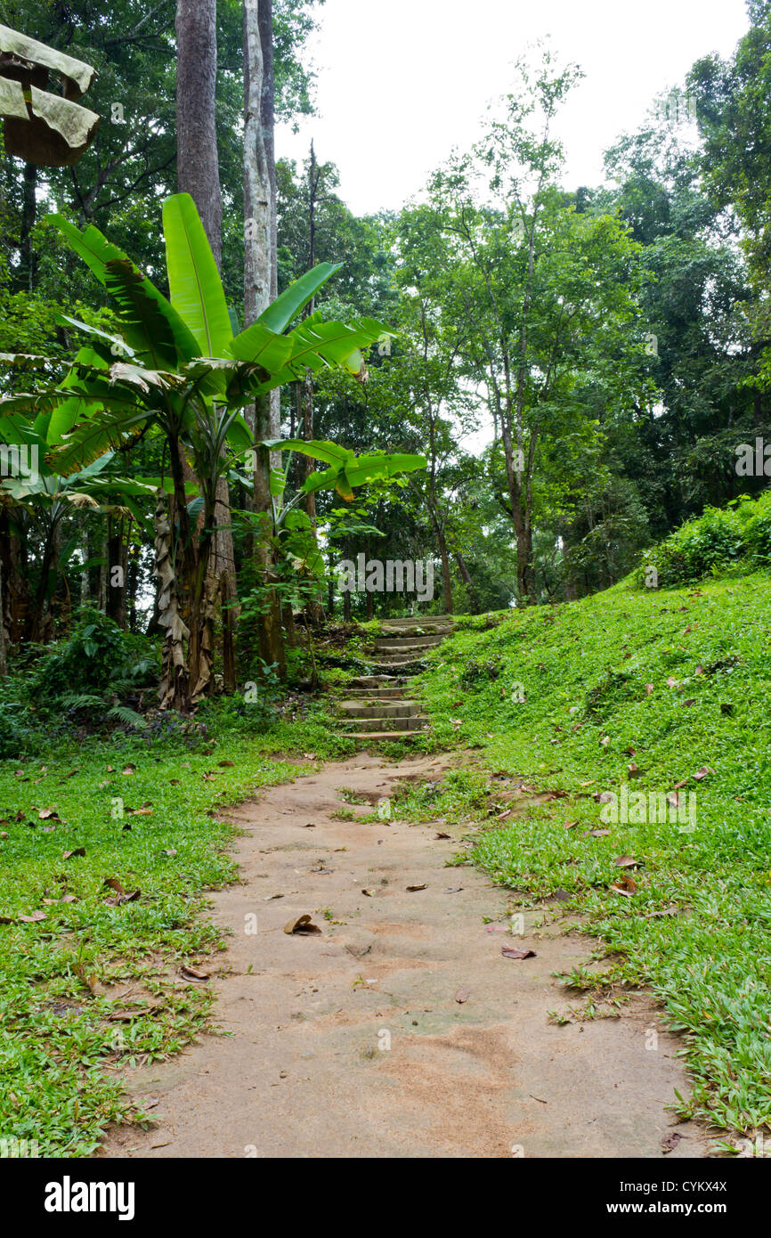Natural Pathway in the National Park Thailand Stock Photo - Alamy