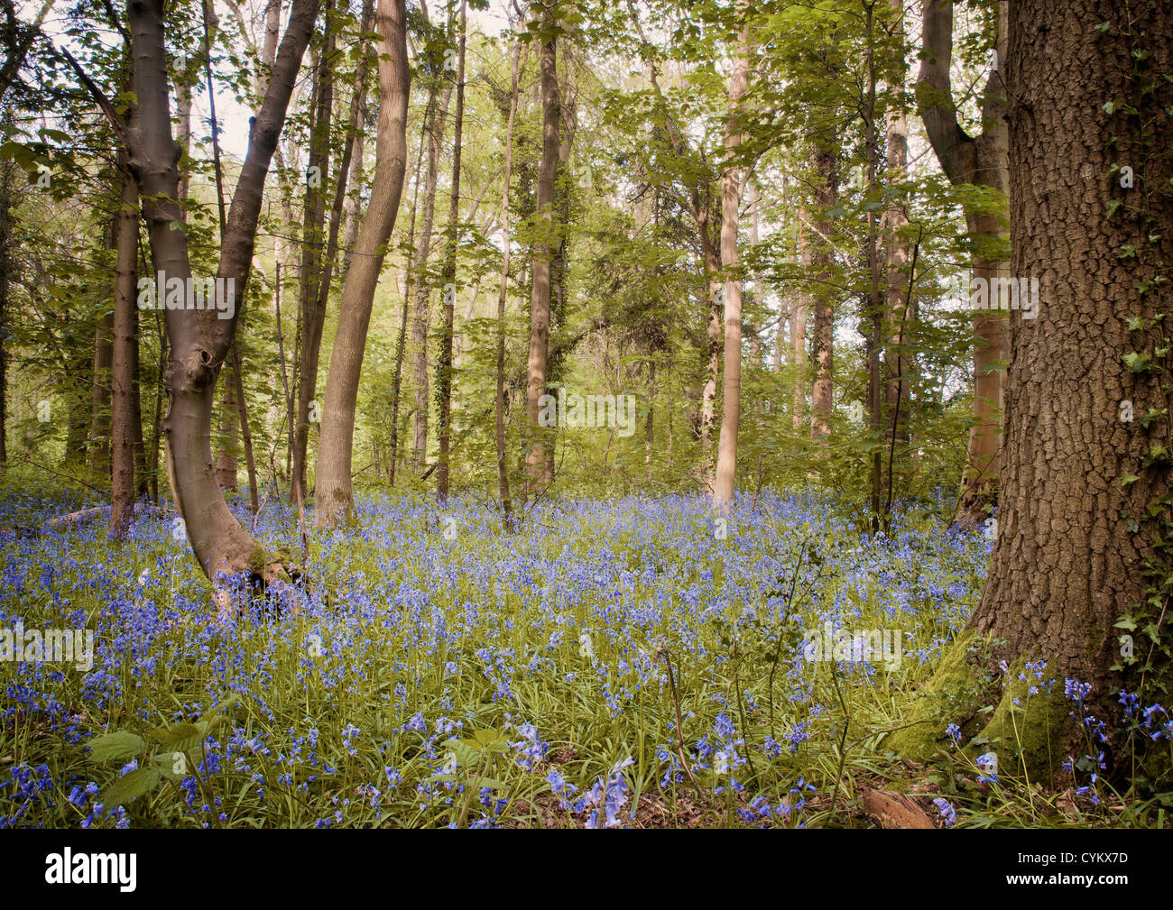 Purple wildflowers growing in forest Stock Photo - Alamy