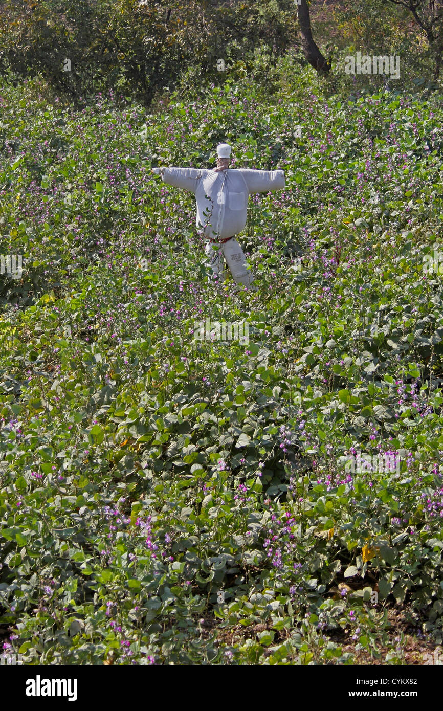 Scarecrow in farm, Pune, Maharashtra, India Stock Photo - Alamy