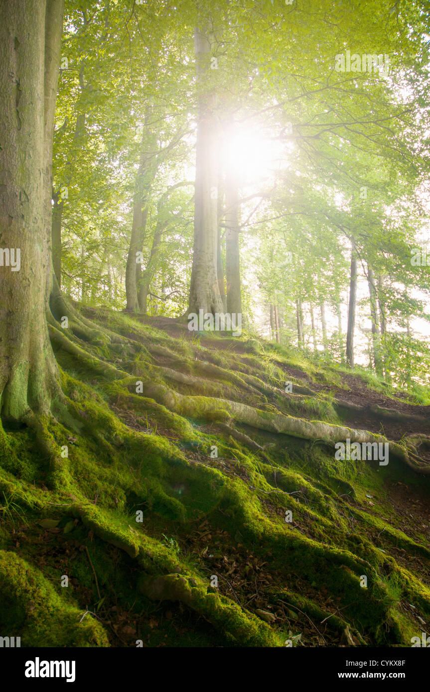 Tree roots hi-res stock photography and images - Alamy