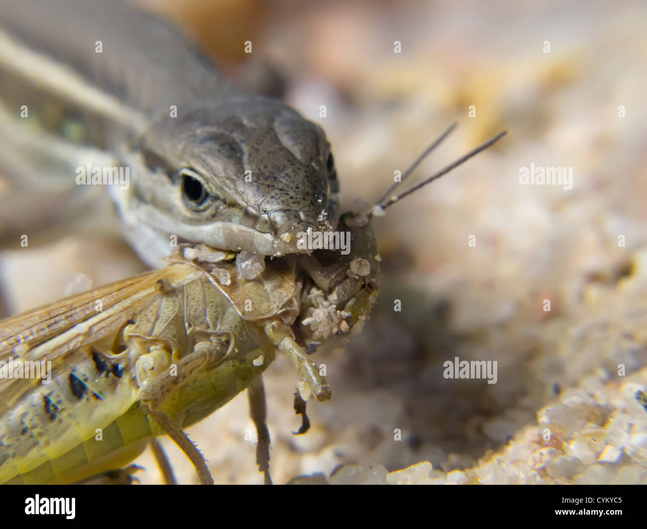 Lizard and cricket hi-res stock photography and images - Alamy