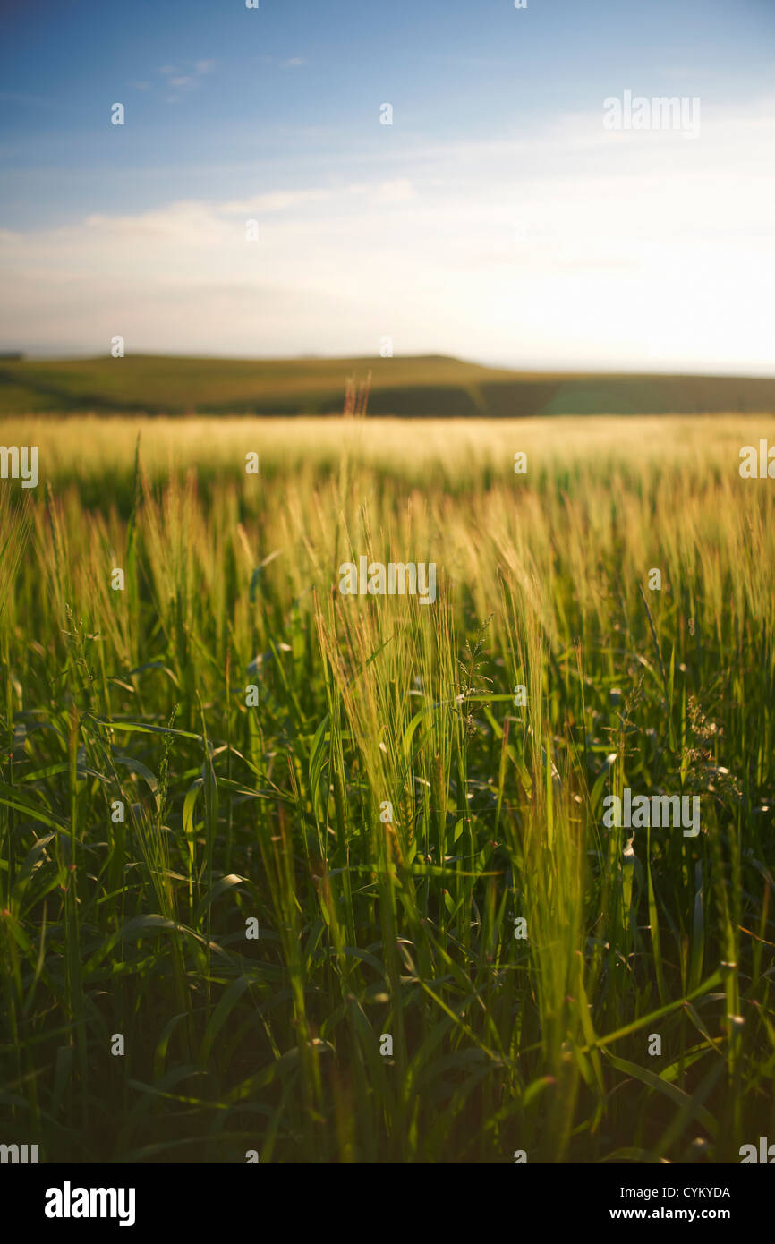 Tall grass in rural field Stock Photo - Alamy
