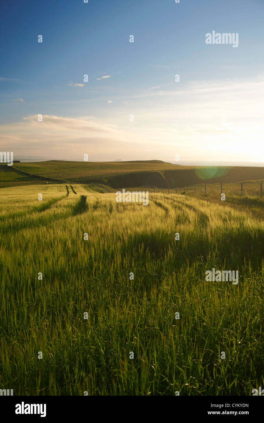 Tall grass in rural field Stock Photo - Alamy