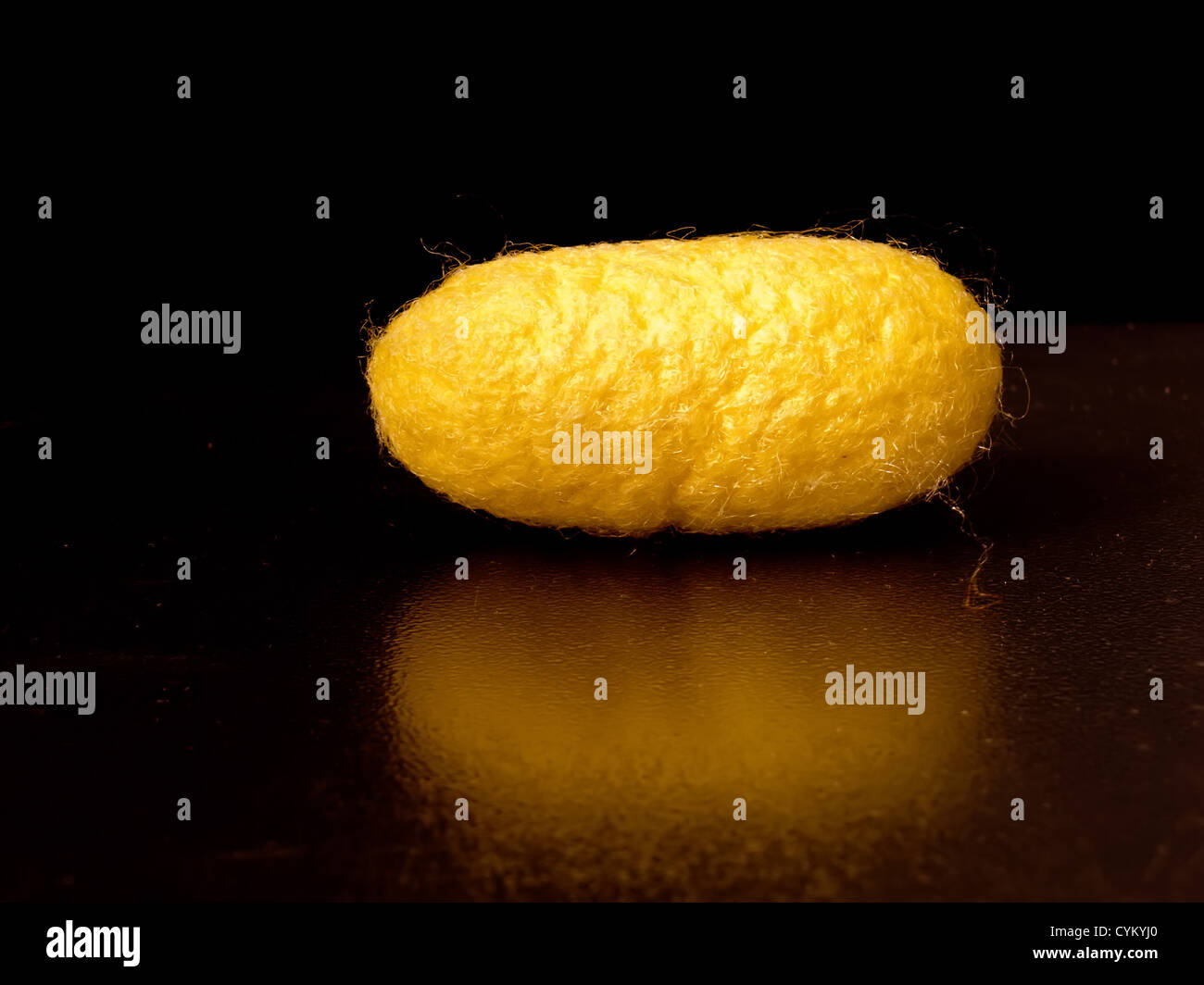 a silkworm cocoon of bright yellow on a black background only Stock ...