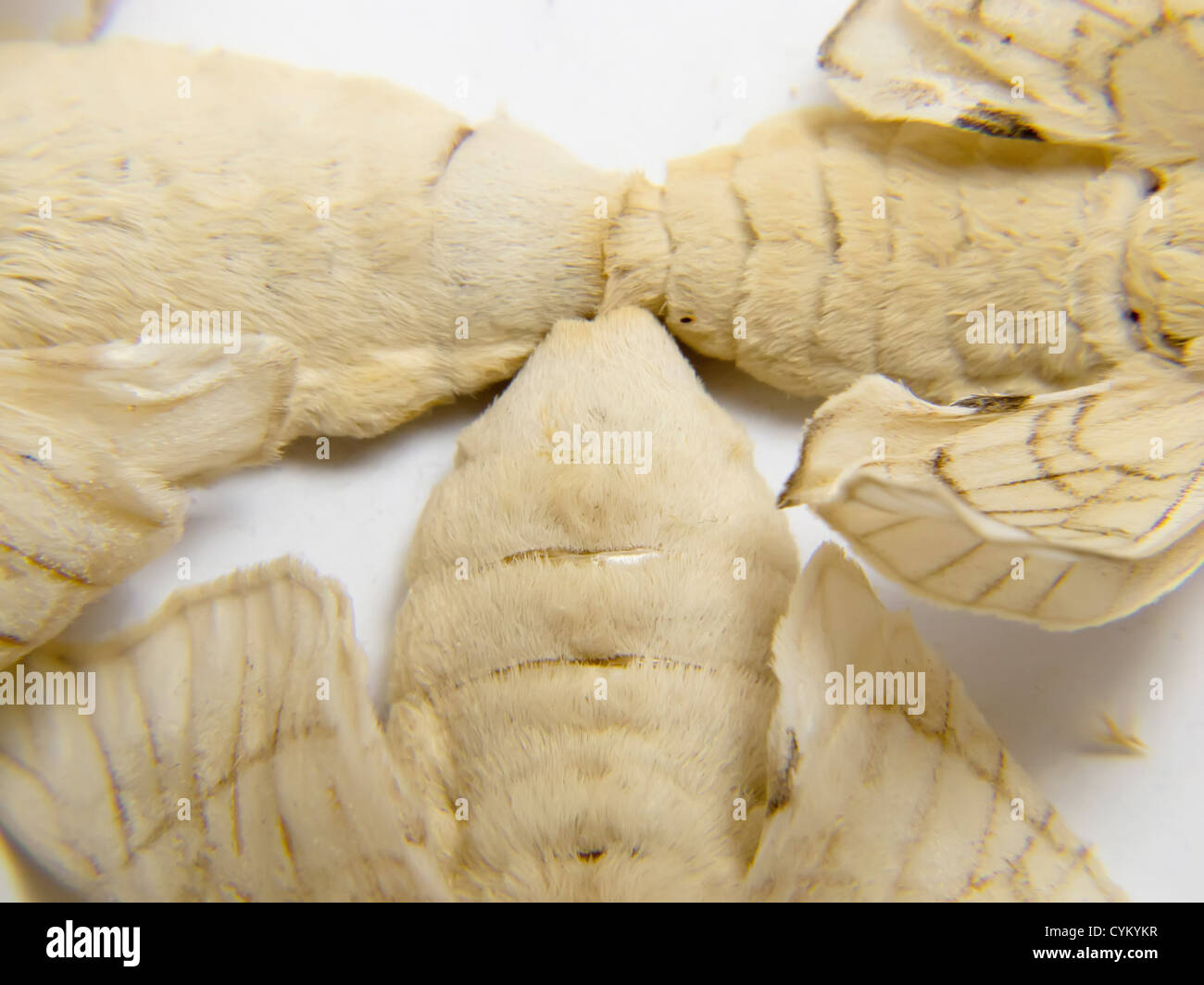 Silkworm moths hi-res stock photography and images - Alamy