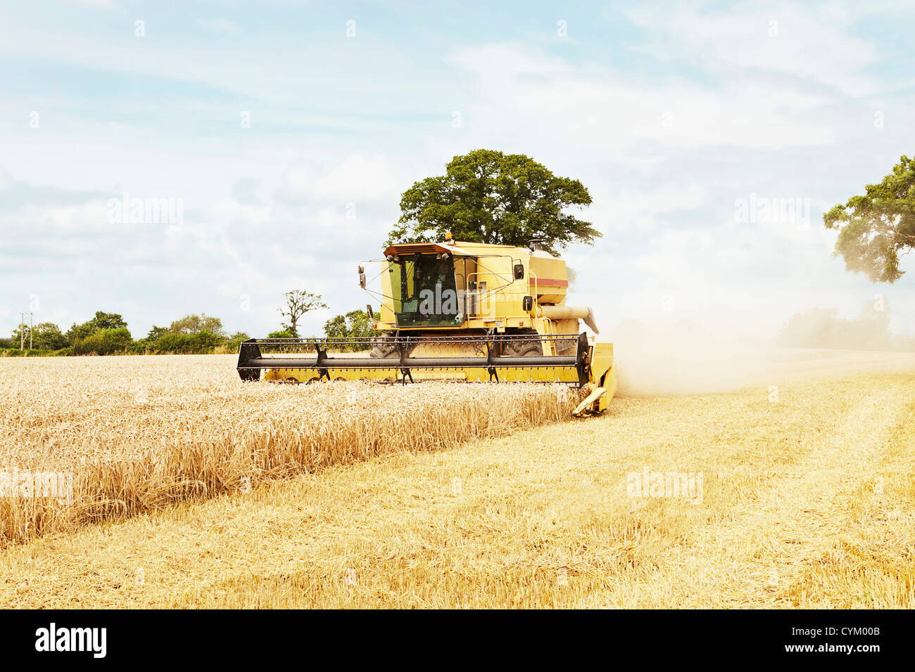 Tractor harvesting grains in crop field Stock Photo - Alamy