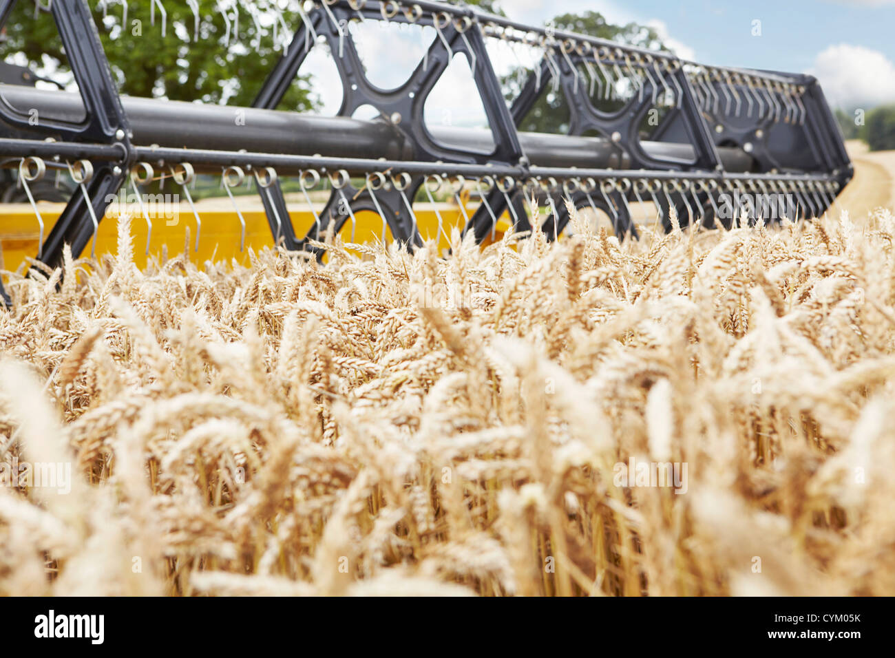 Combine harvester in field close hi-res stock photography and images ...