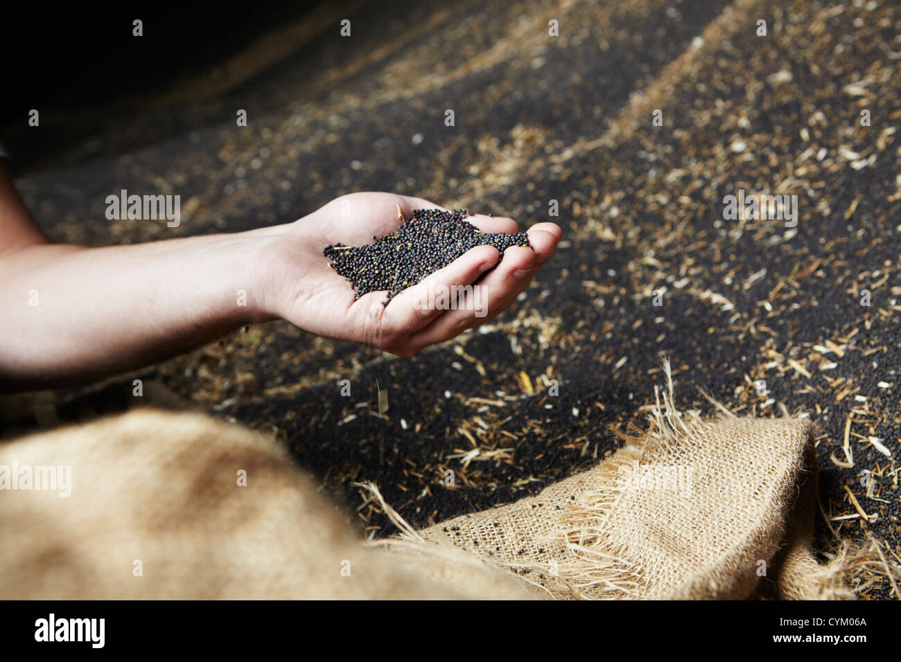 Hand scooping harvested grain Stock Photo - Alamy