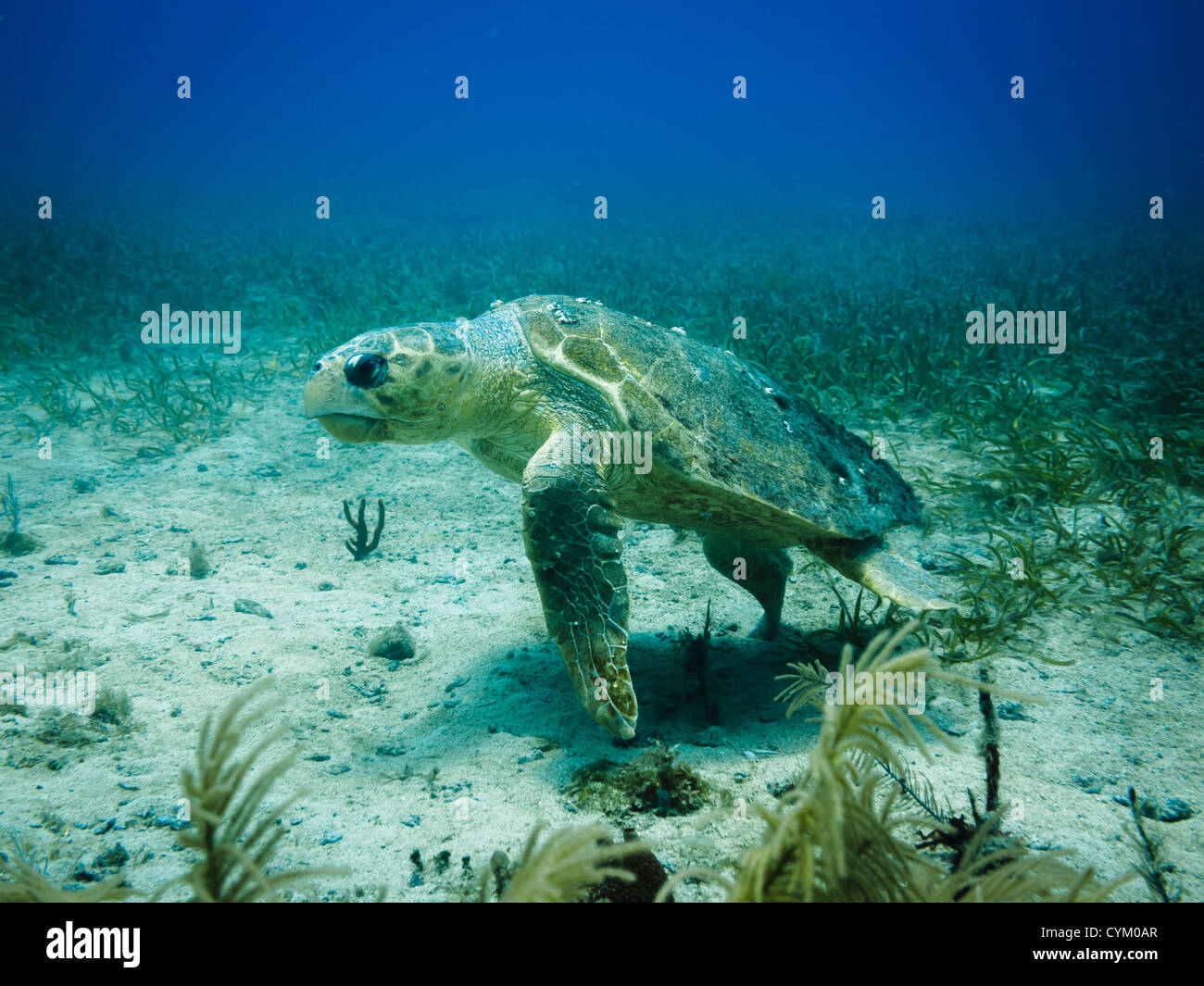 Injured Turtle Stock Photos & Injured Turtle Stock Images - Alamy