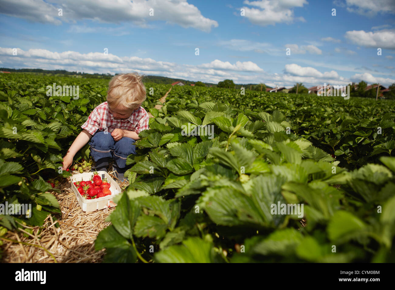 Boy picking strawberries in field Stock Photo - Alamy