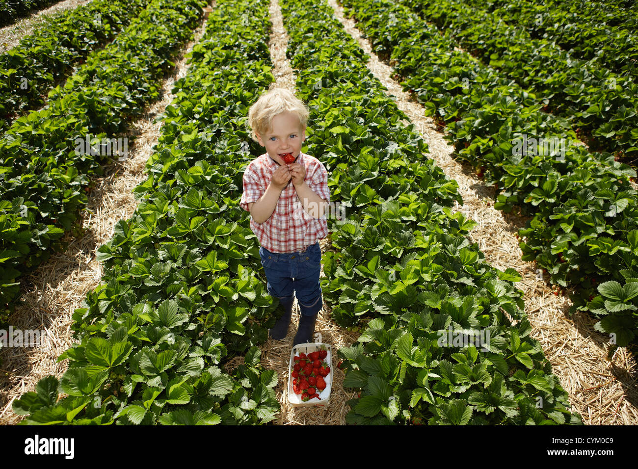 Boy picking strawberries in field Stock Photo - Alamy