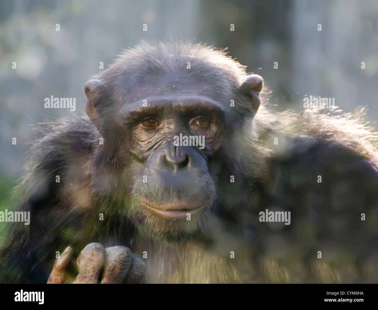 close portrait of an adult chimpanzee Stock Photo - Alamy