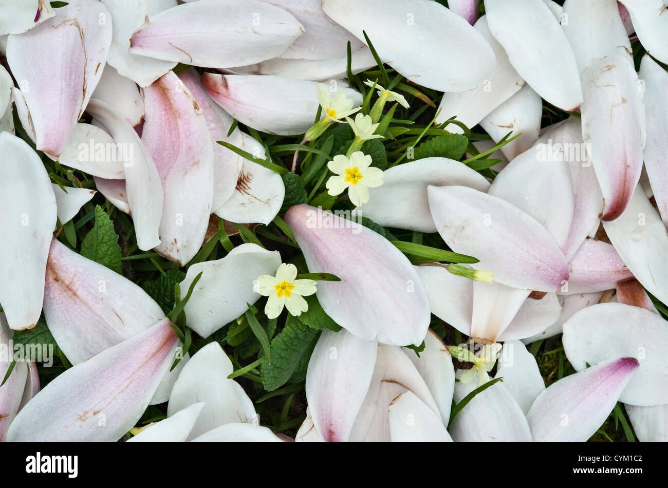 Primroses growing among fallen petals of magnolia x veitchii 'Peter ...