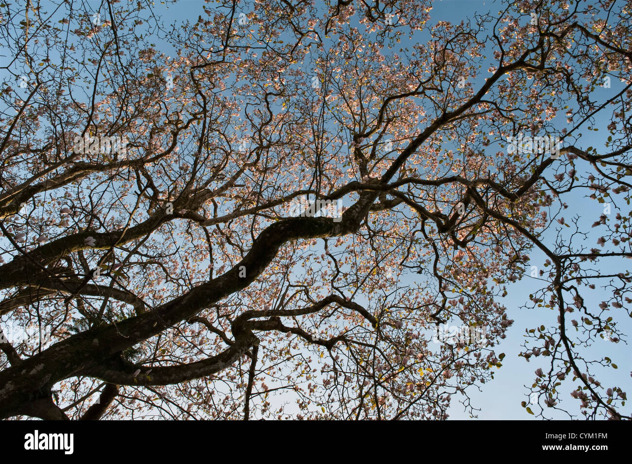 Magnolia veitchii peter veitch hi-res stock photography and images - Alamy