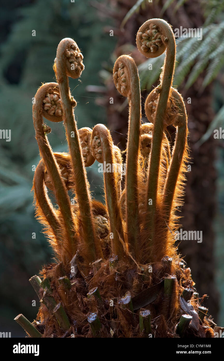 Spring Fern High Resolution Stock Photography and Images - Alamy
