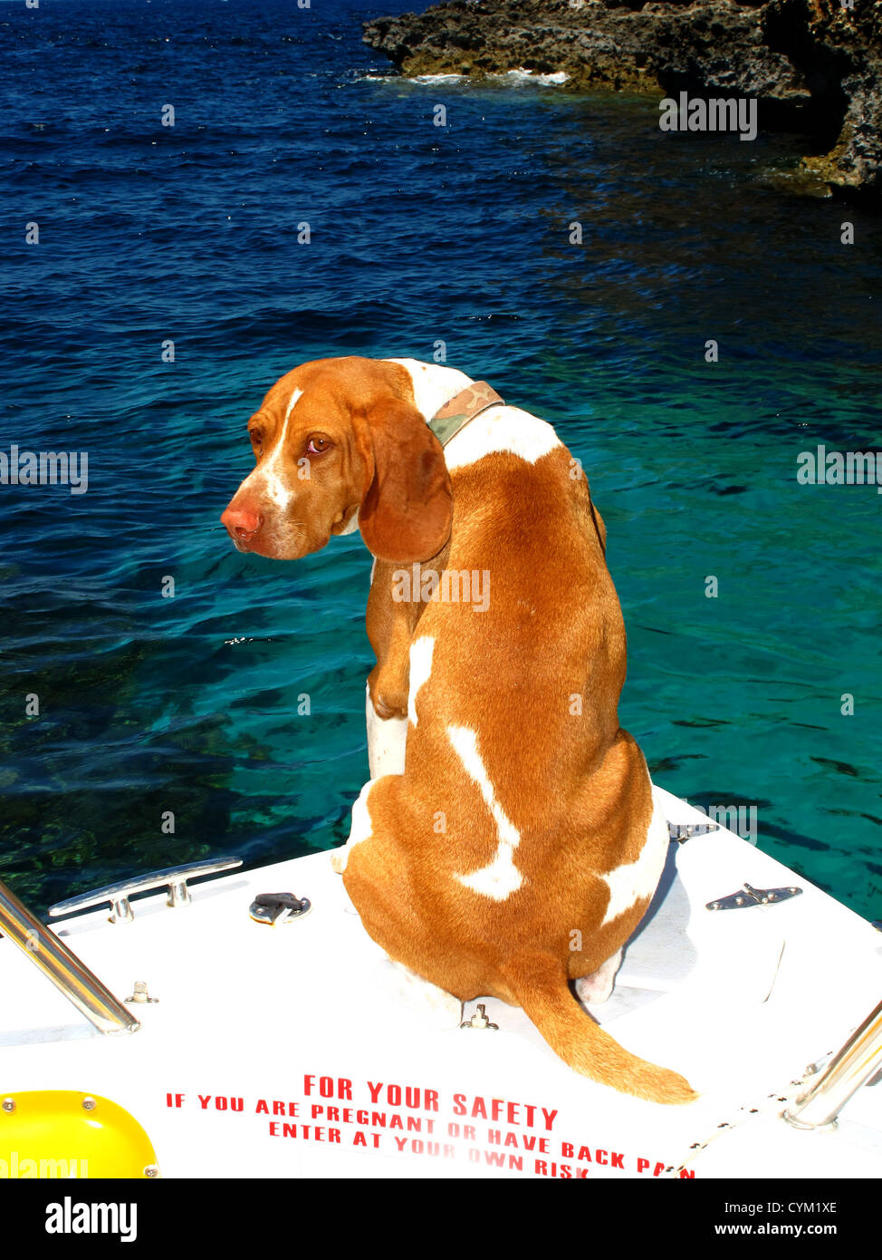 Dog Standing On Boat In Sea Stock Photo - Alamy