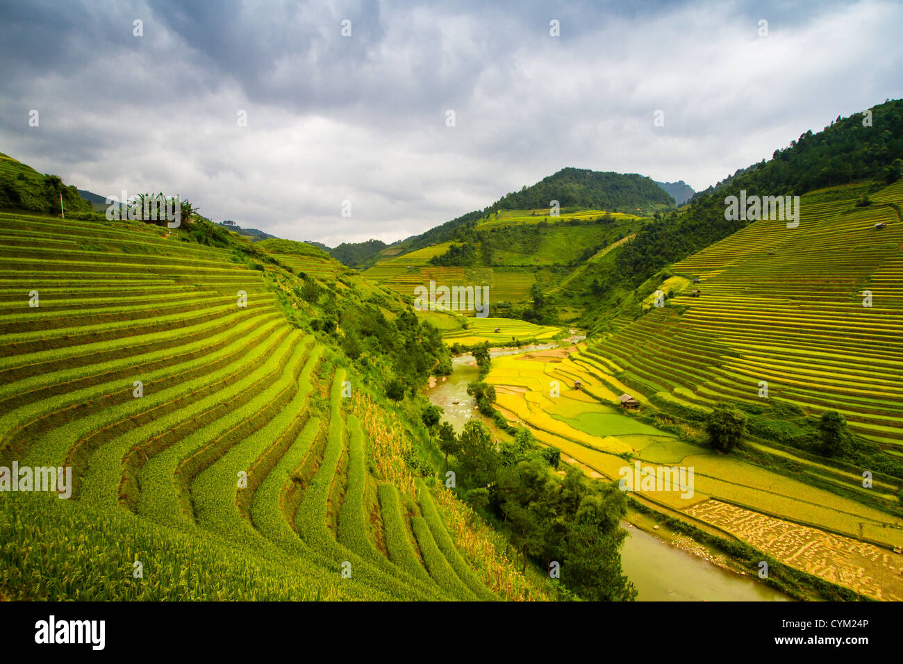 Rice terraces of Hmong ethnic minority, living in northwest mountainous ...