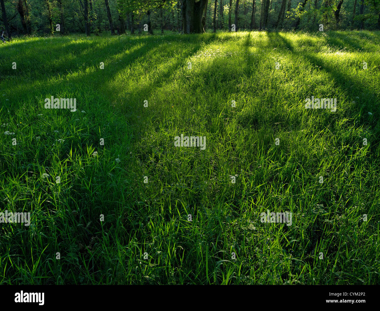 Grassy woodland floor with late yellow sunshine making long streaks ...