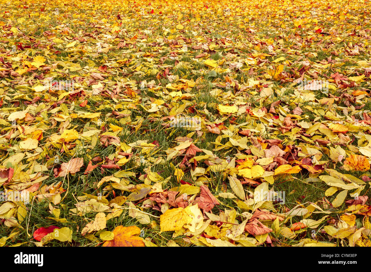 Fall orange and yellow autumn leaves on ground for background or backdrop Stock Photo - Alamy