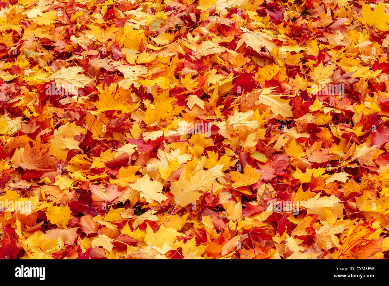Fall orange and red autumn leaves on ground for background or backdrop ...
