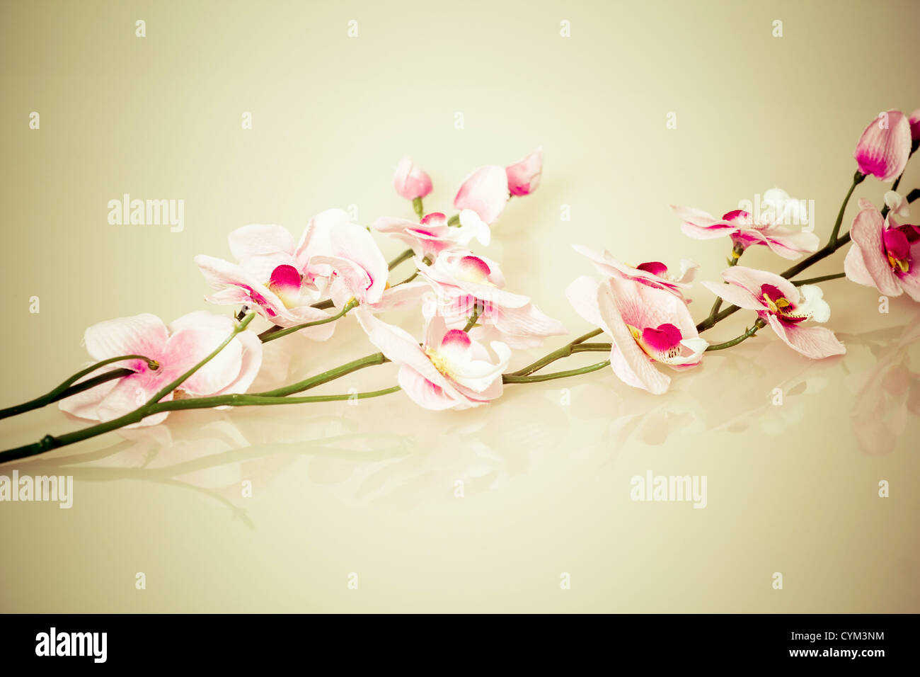 vintage background with ping and white flower Stock Photo - Alamy