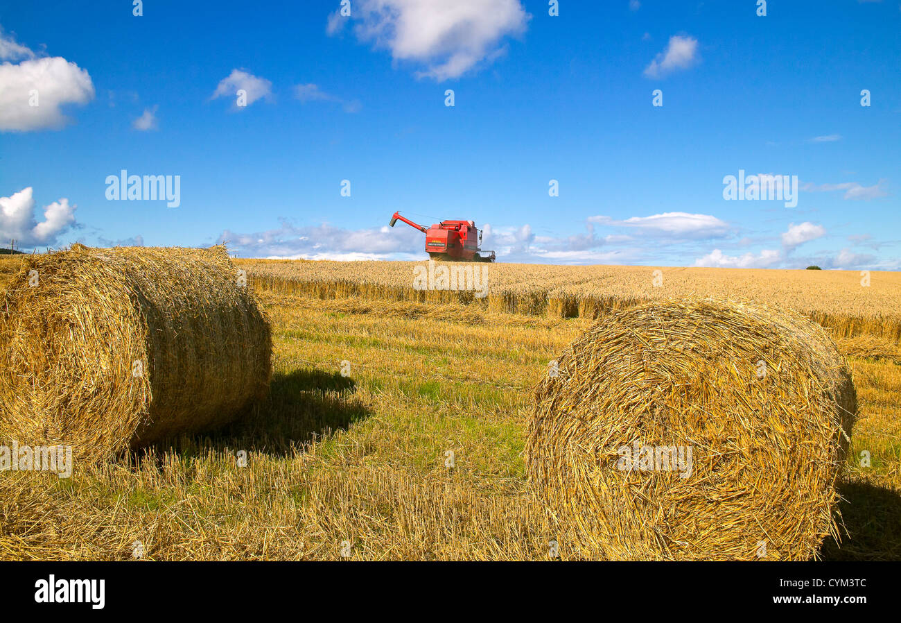 HARVESTING THE BARLEY IN AUGUST MORAY SCOTLAND Stock Photo - Alamy